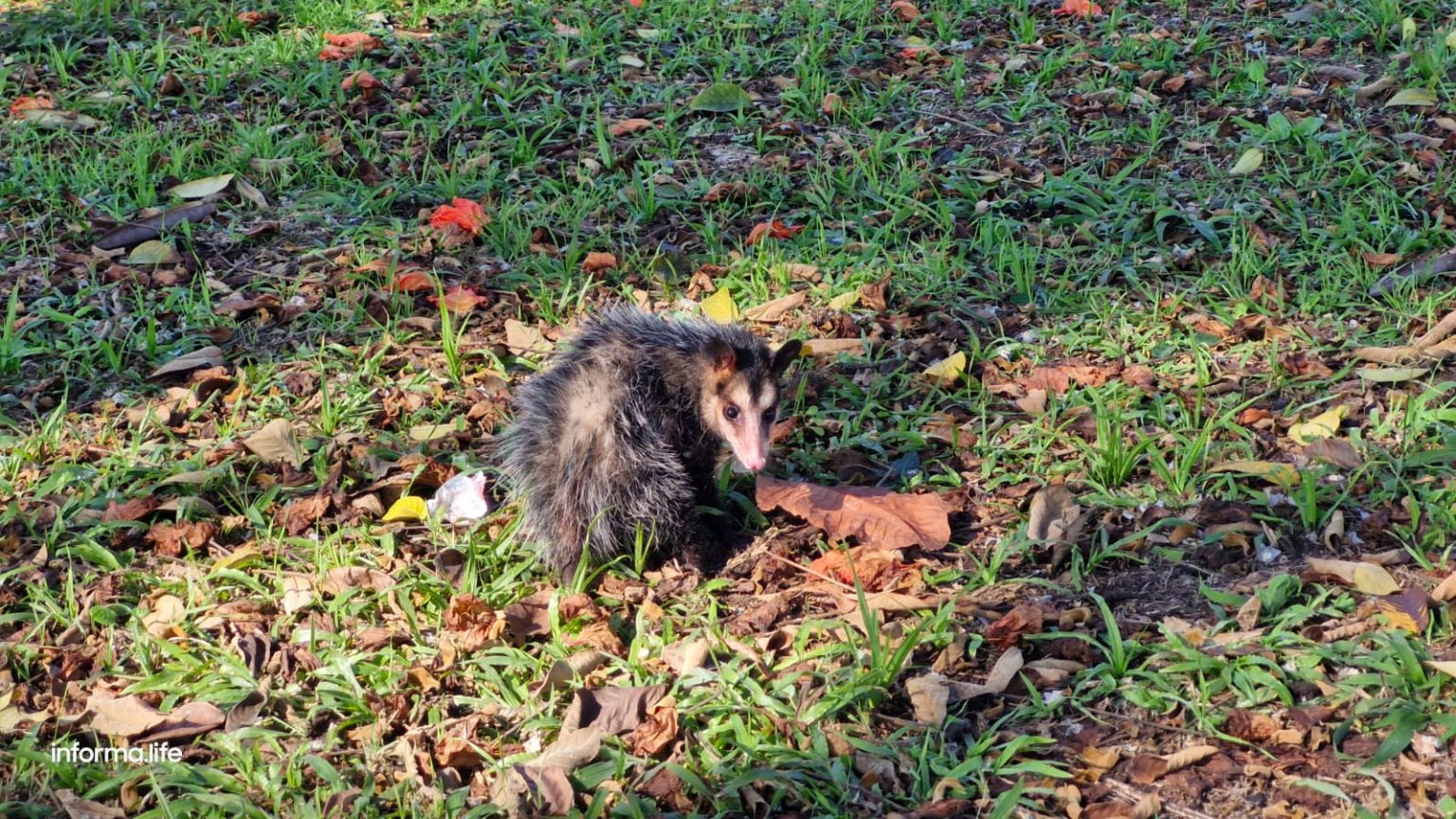 Gambá amarrado em saco de lixo é resgatado no Esplanada